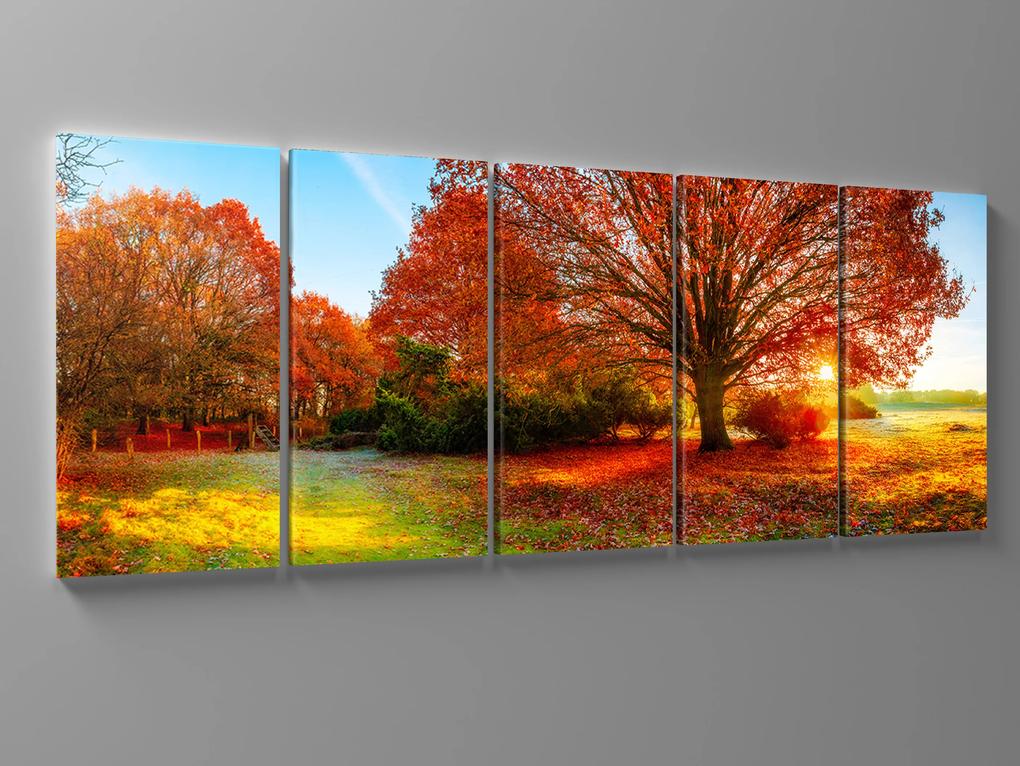 Liox Obraz strom v paprscích slunce Rozměr: 250 x 100 cm