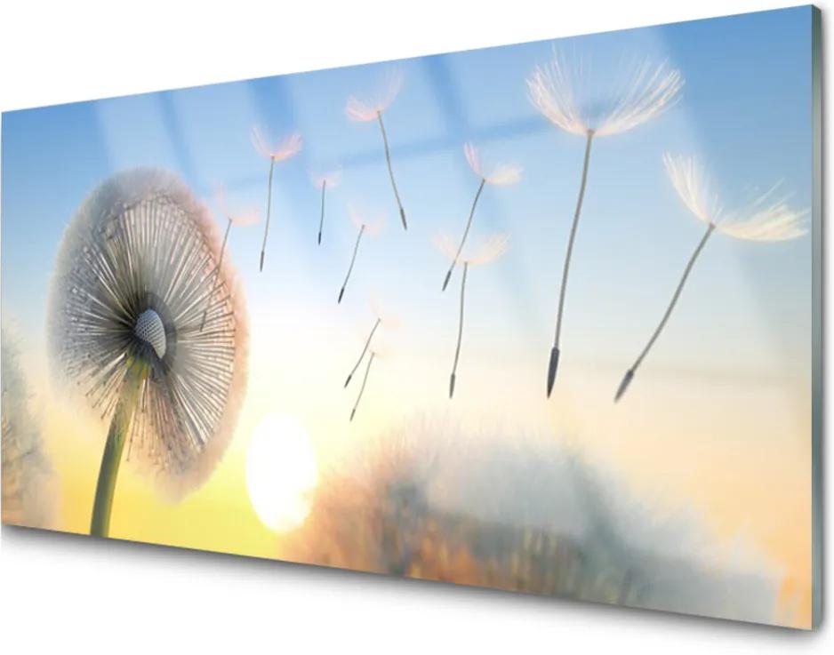 Plexisklo obraz Pampeliška Květiny
