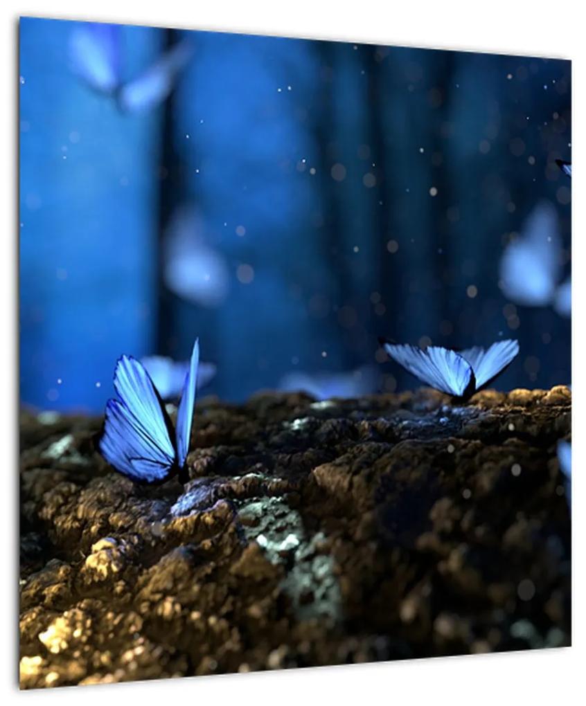 Obraz modrých motýlů (50x50 cm), 40 dalších rozměrů
