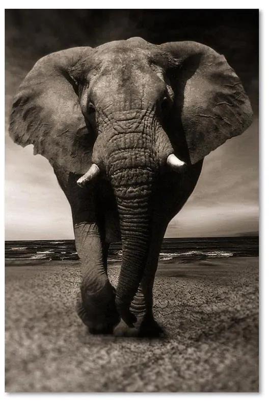 Gario Obraz na plátně Slon na savaně Rozměry: 40 x 60 cm