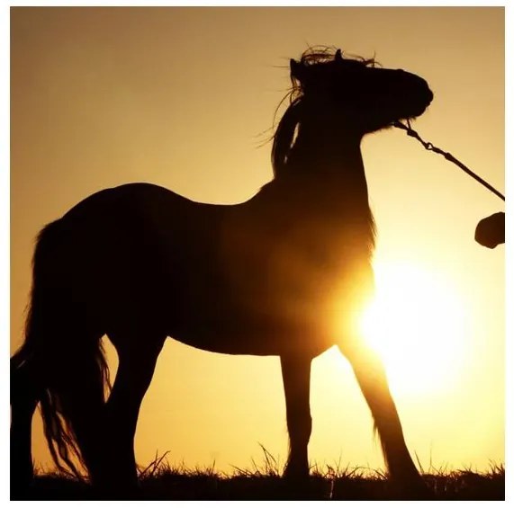 Obraz siluety koně (30x30 cm), 40 dalších rozměrů