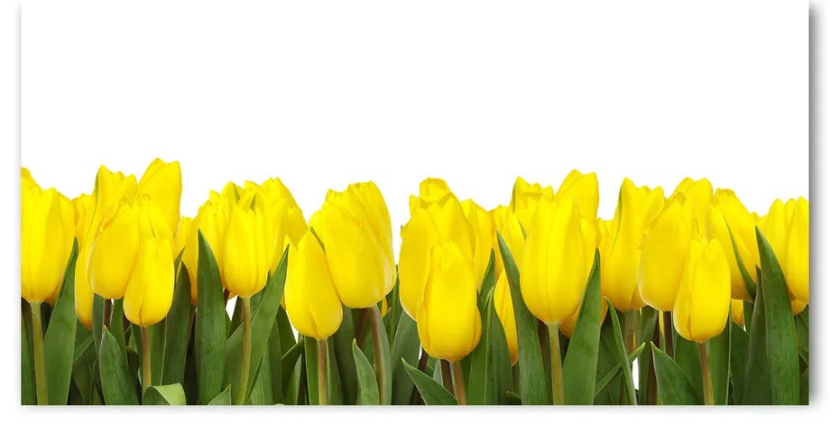 Wallmuralia Foto obraz akrylový do obýváku Žluté tulipány 140x70 cm