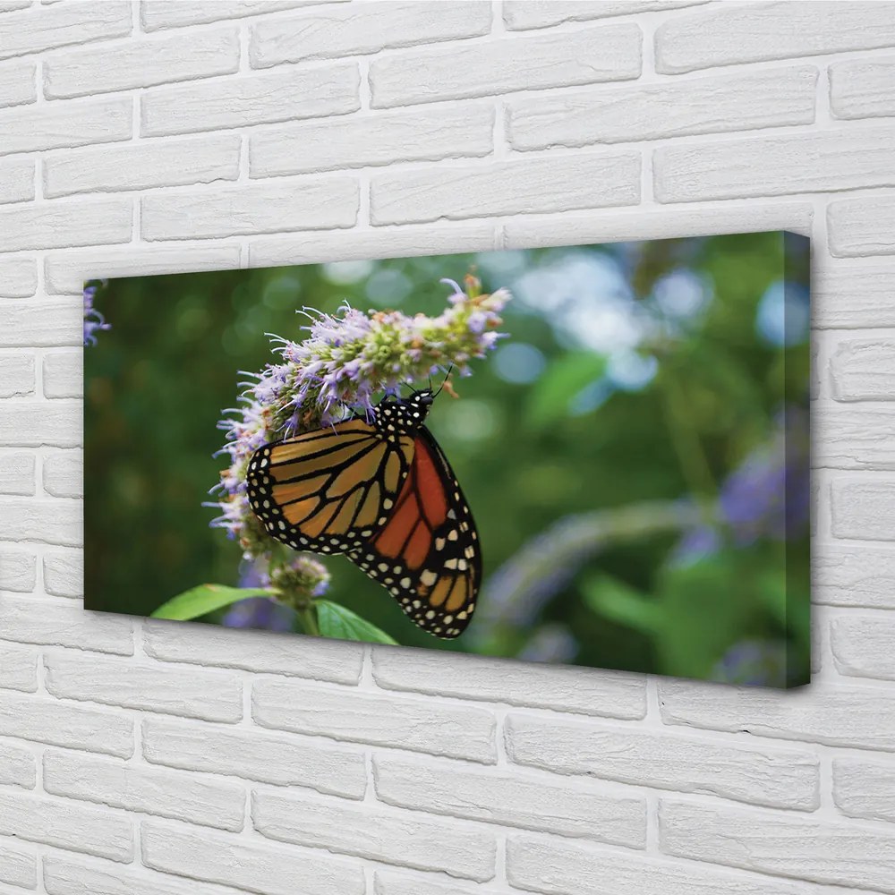 Obrazy na plátně Květ barevný motýl 120x60 cm