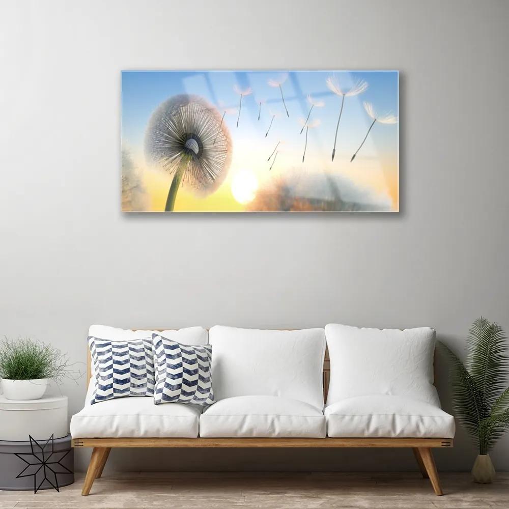 Obraz na skle Pampeliška Květiny 100x50 cm