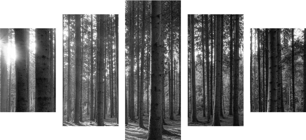 5-dílný obraz ráno v lese v černobílém provedení Varianta: 100x50