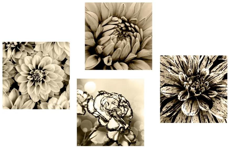 Set obrazů květiny v sépiovém provedení