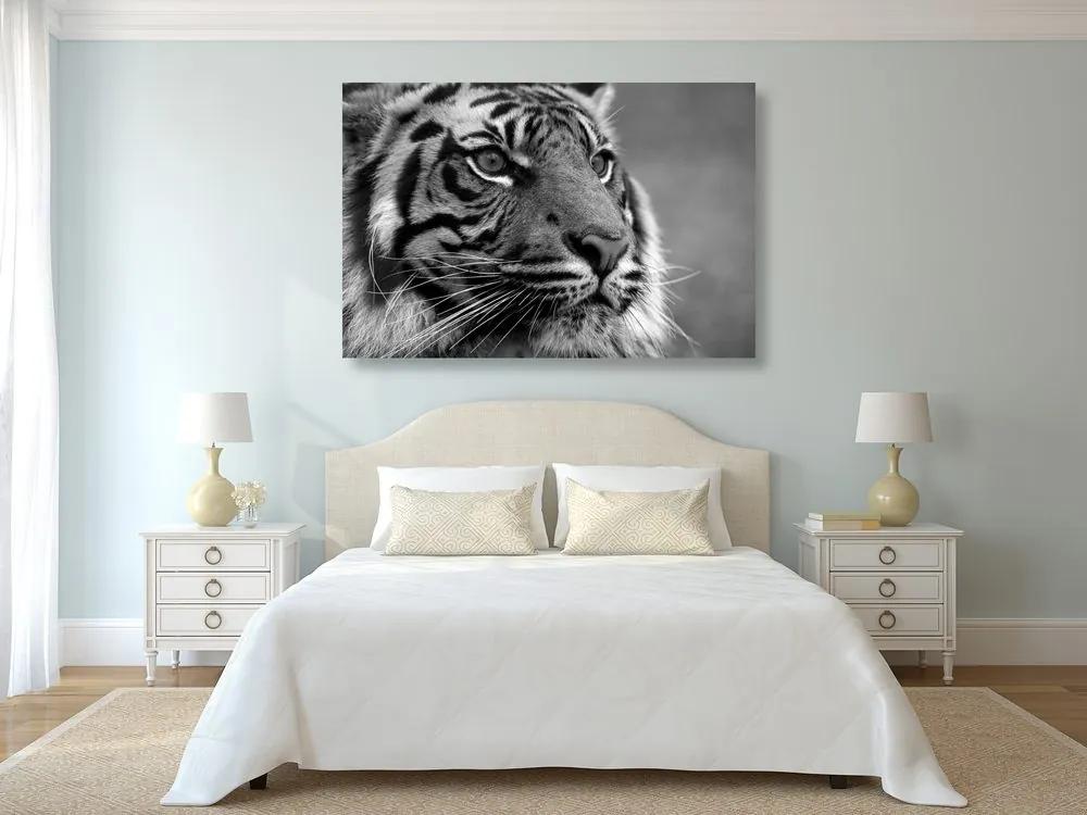 Obraz bengálský tygr v černobílém provedení Varianta: 120x80