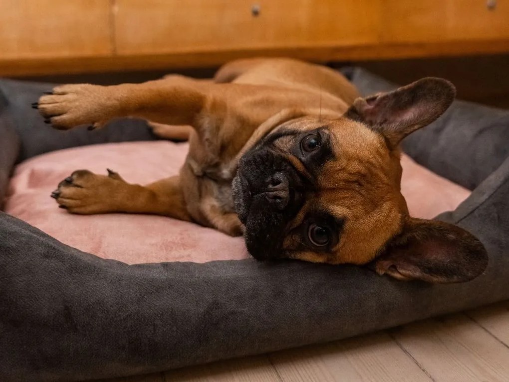 Rexproduct Sametový pelíšek OTTO s ortopedickou matrací ČERNÝ Zvolte barvu: Růžová, Zvolte rozměr: L