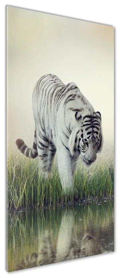 Wallmuralia Foto obraz akrylové sklo Bílý tygr 50x125 cm