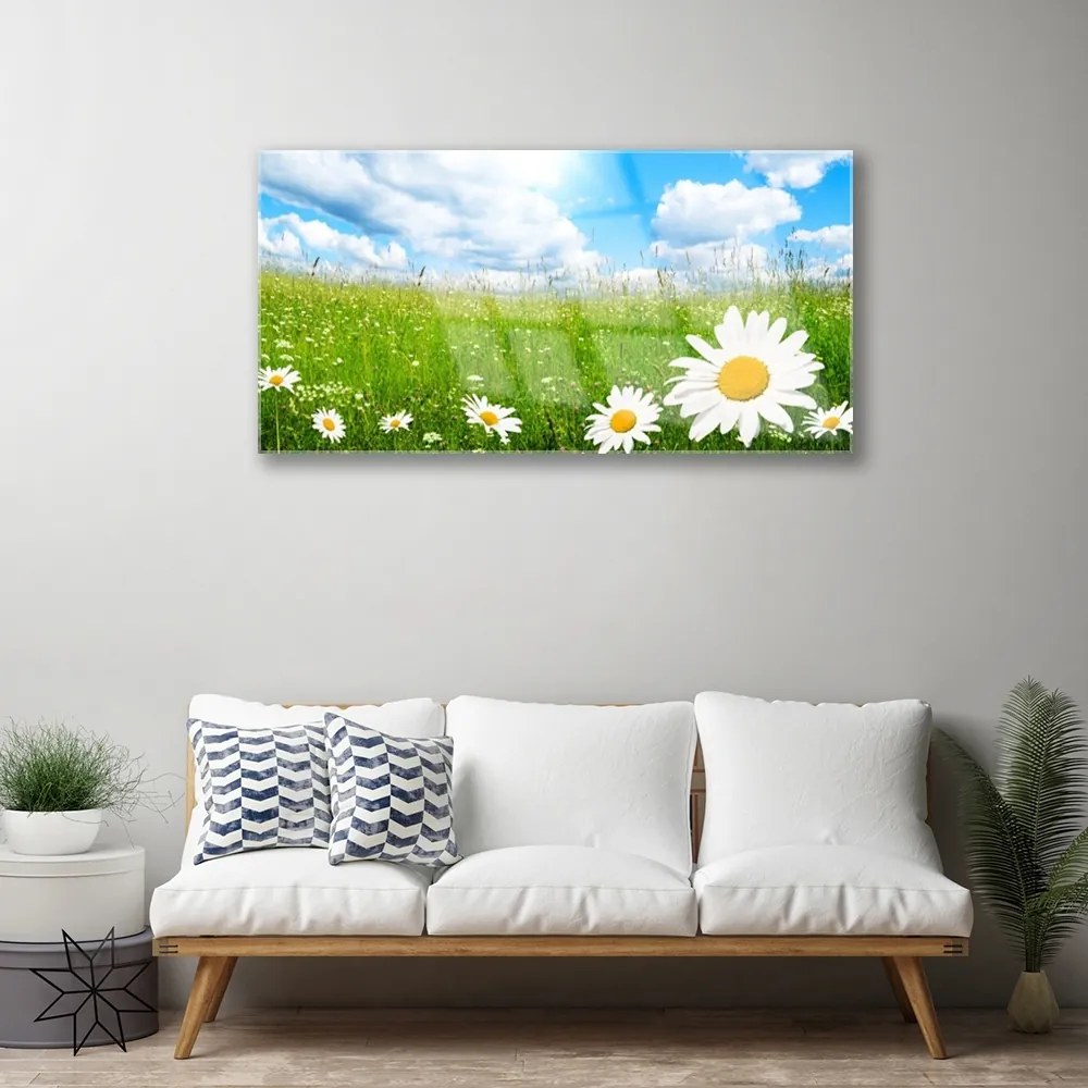 Obraz na skle Sedmikráska Tráva Příroda 100x50 cm