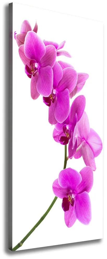 Wallmuralia Foto obraz na plátně Růžová orchidej 50x125 cm