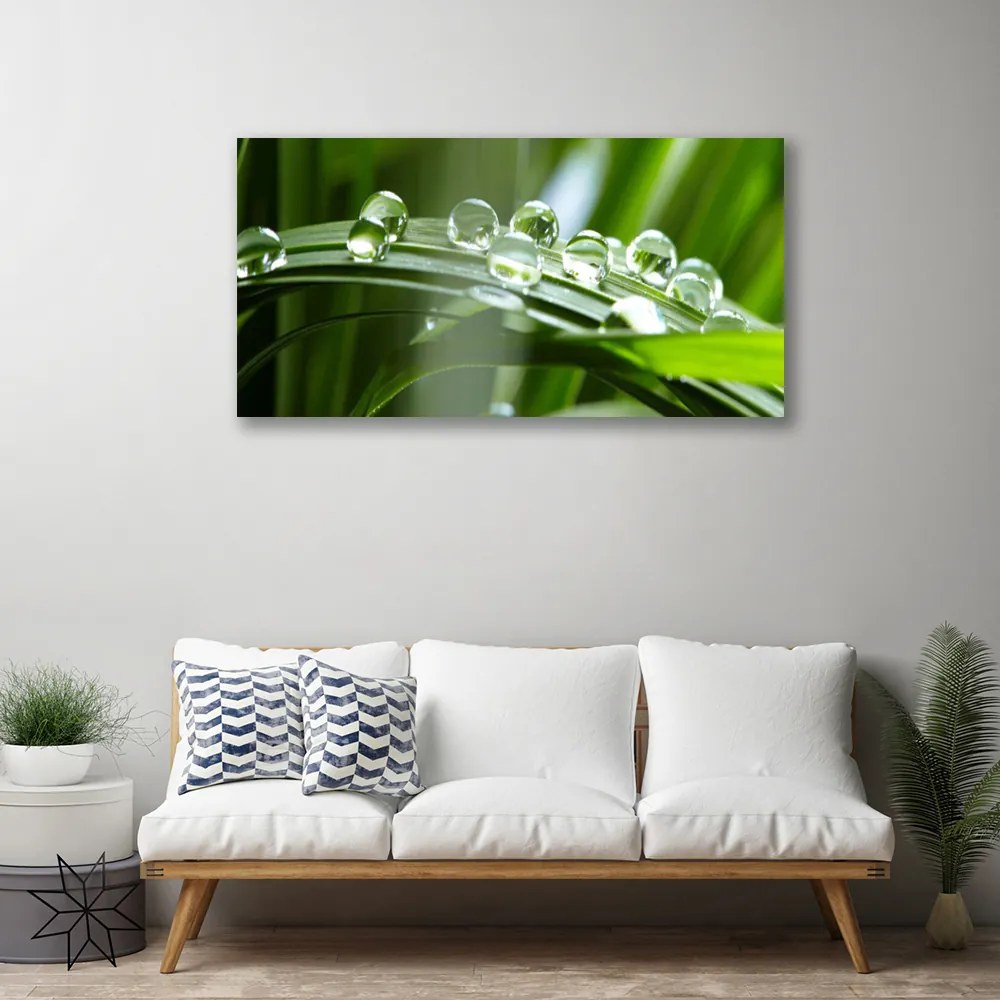 Obraz na plátně Tráva Rosa Kapky Rostlina 100x50 cm