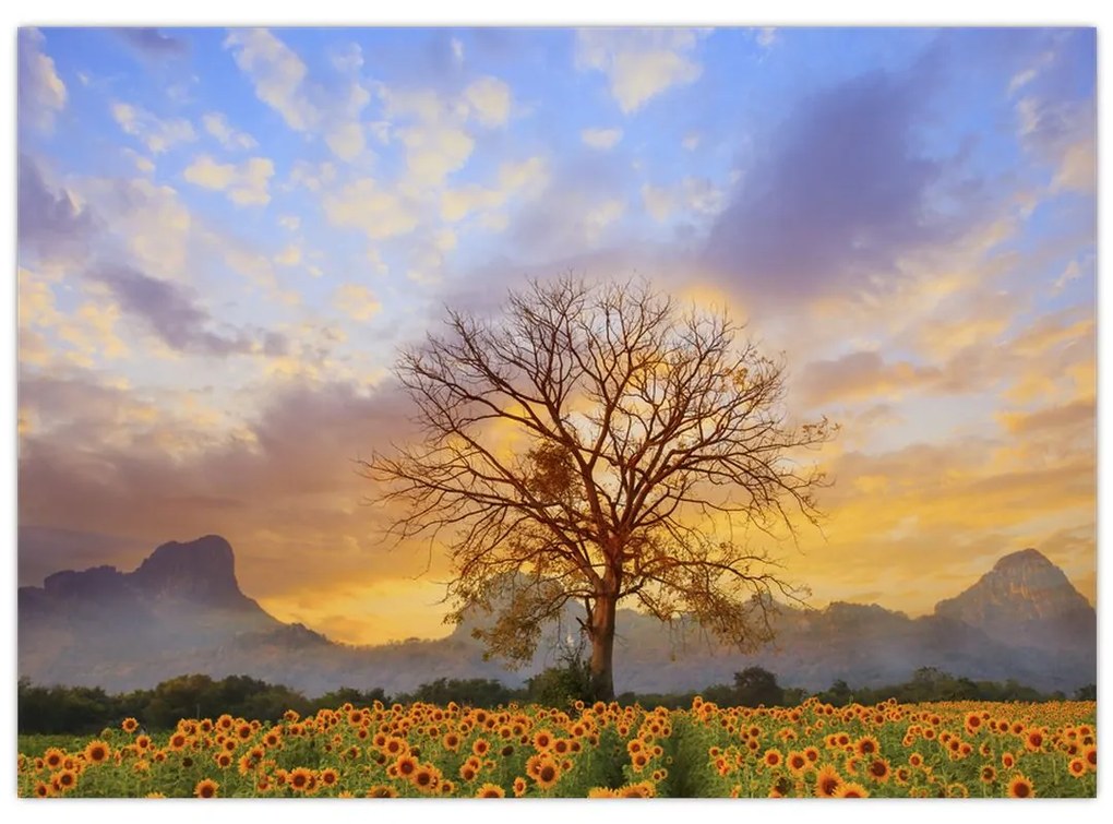 Skleněný obraz - Krajina se Slunečnicemi (70x50 cm)