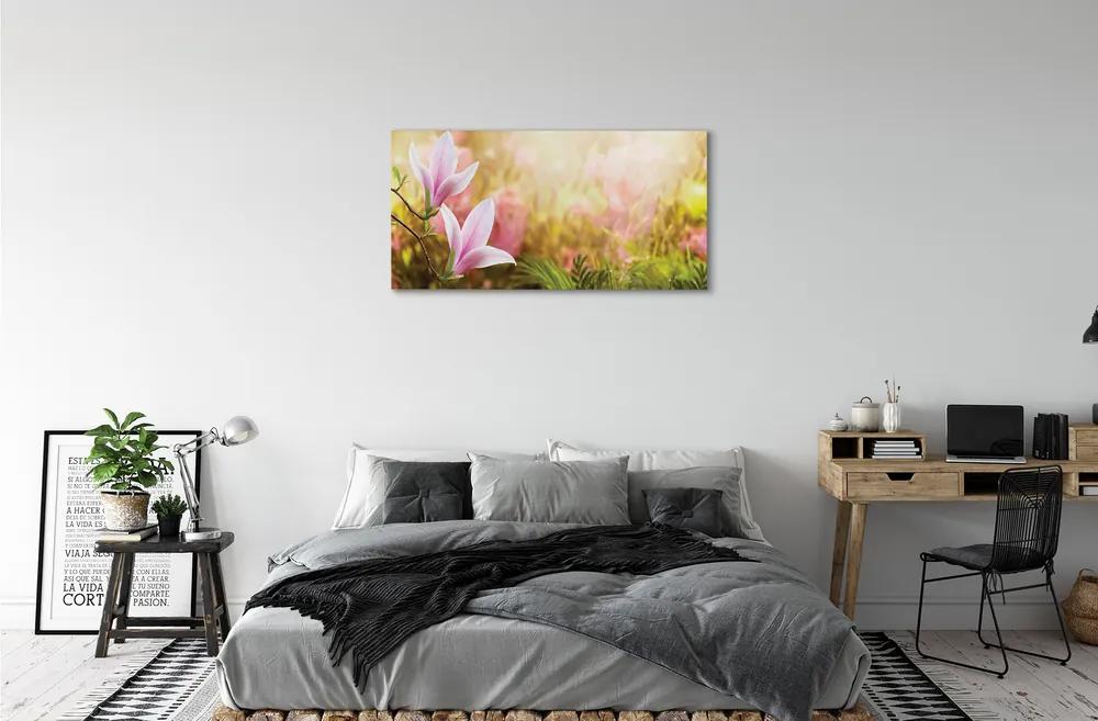 Obrazy na plátně Magnolie strom slunce 100x50 cm