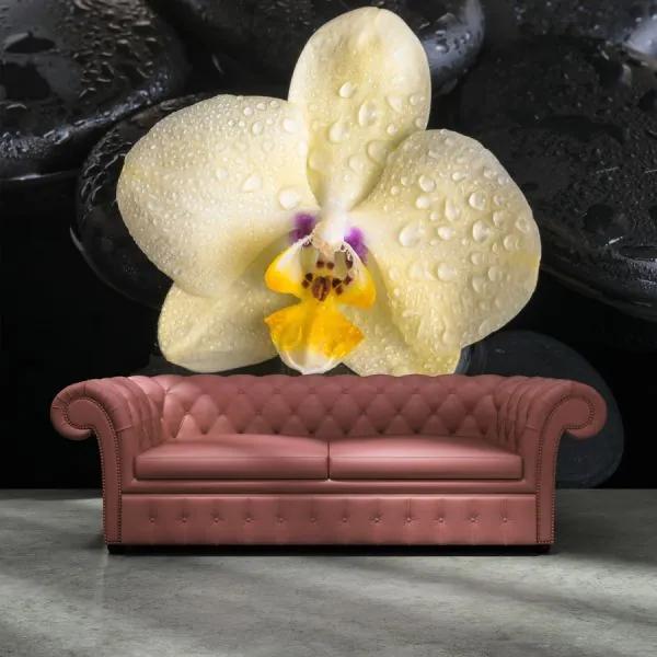Tapeta - Žlutá orchidej