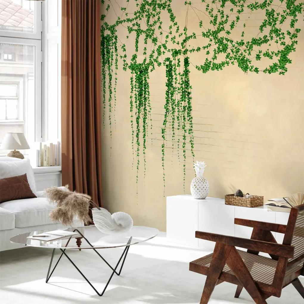 Fototapeta Břečťan na zdi - zelené popínavé rostliny na béžové cihlové staré zdi