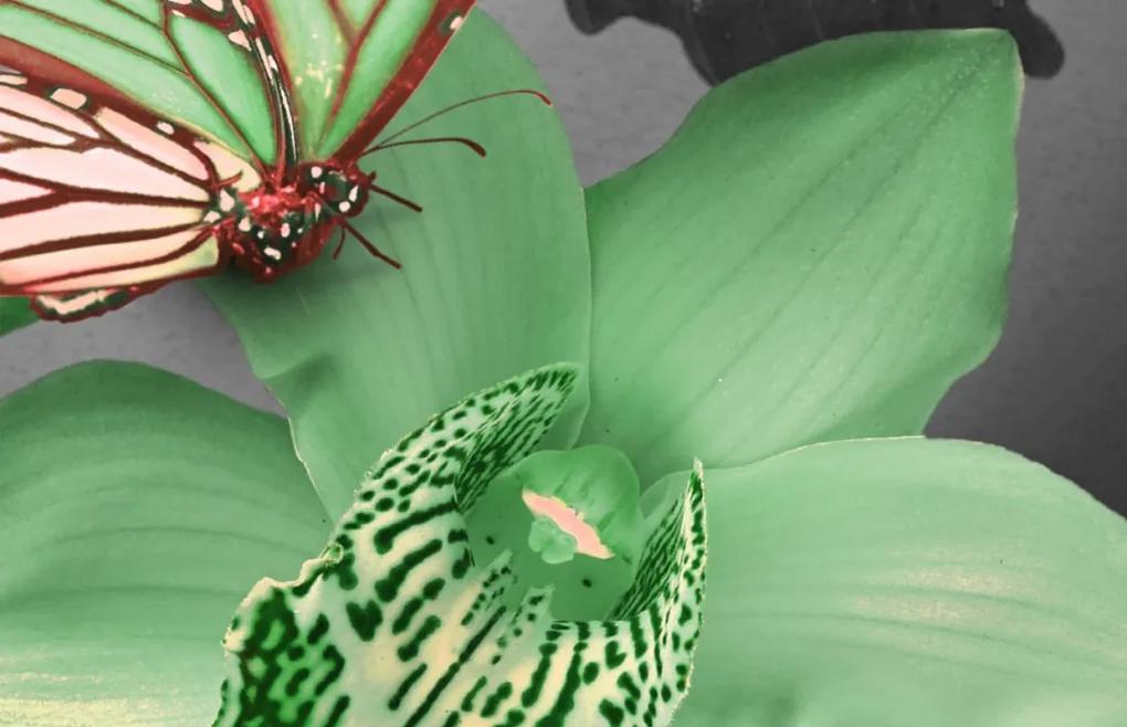 Malvis ® Vícedílný obraz - Zelená orchidej a motýli Velikost (šířka x výška): 150x100 cm