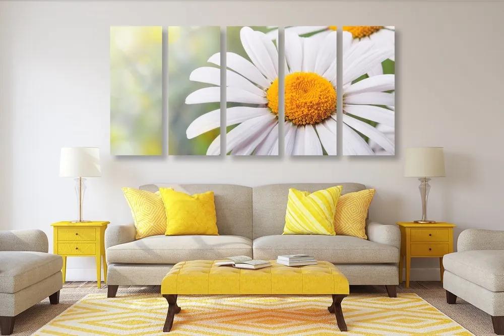 5-dílný obraz květiny kopretiny - 200x100 cm