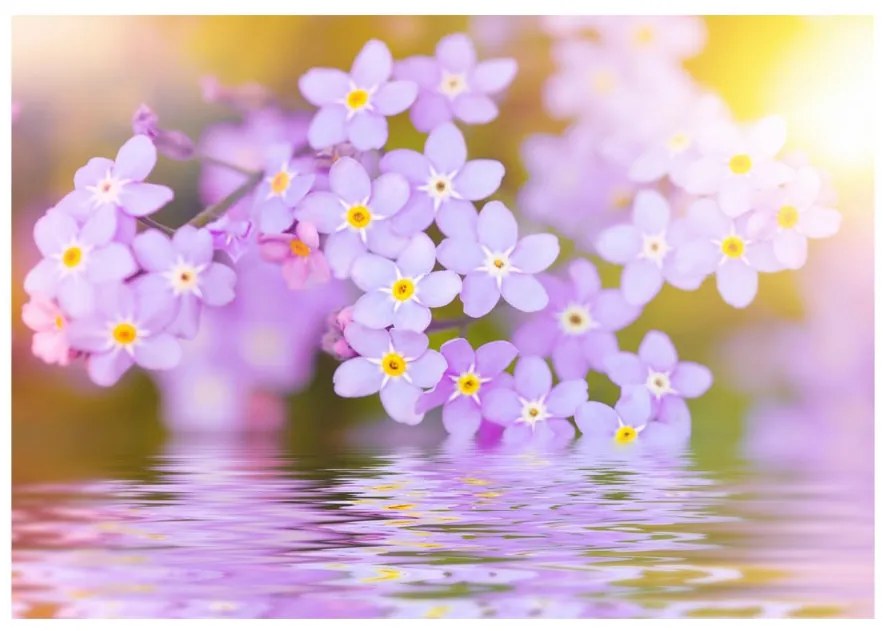 Fototapeta - Violet Petals In Bloom