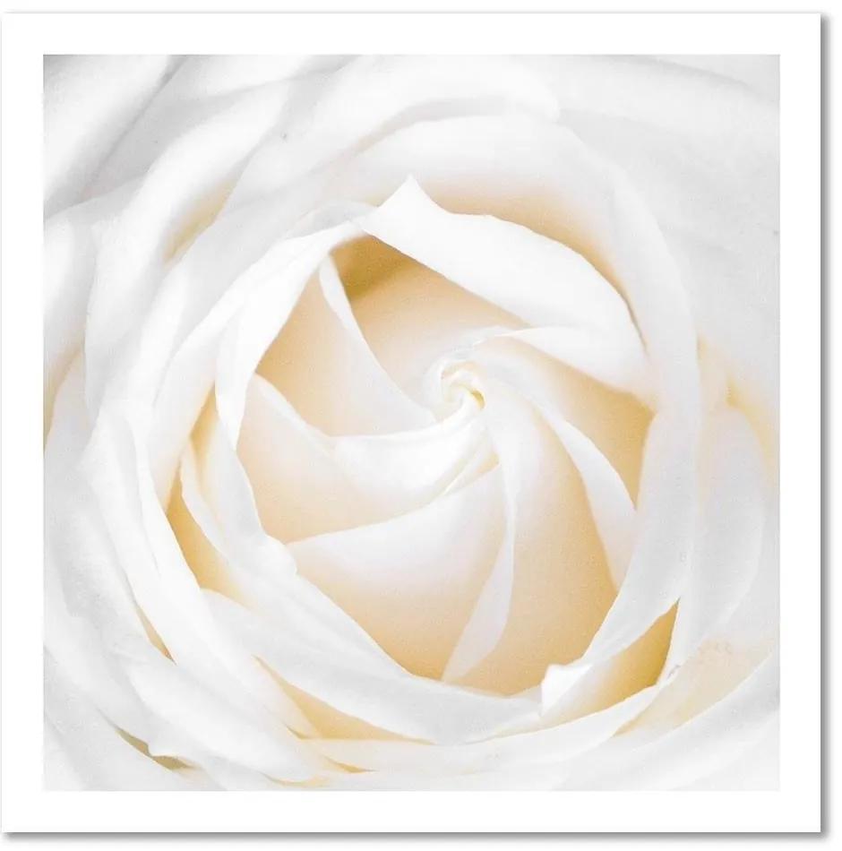 Obraz na plátně, Jemná bílá růže - 30x30 cm