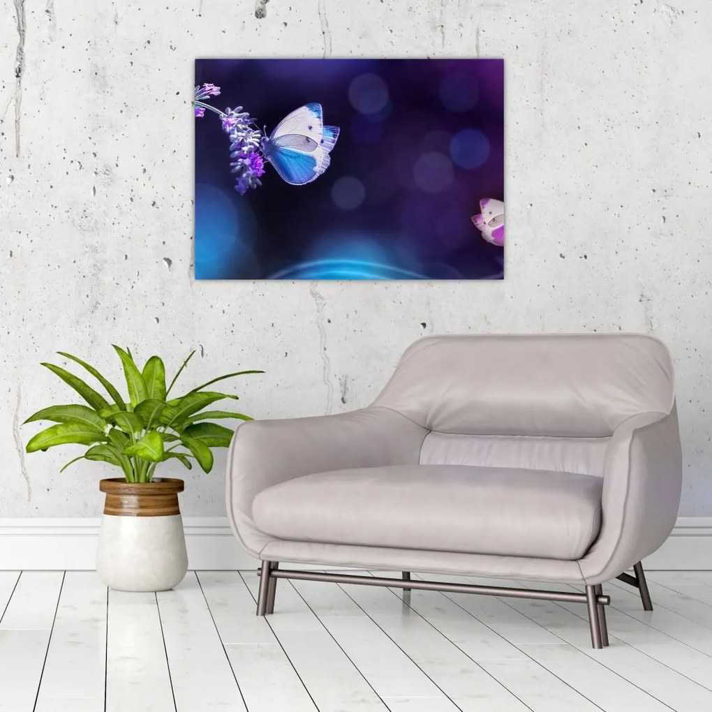 Obraz - Motýli na levanduli (70x50 cm)