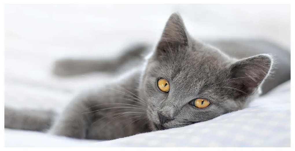 Foto obraz skleněný horizontální Šedá kočka