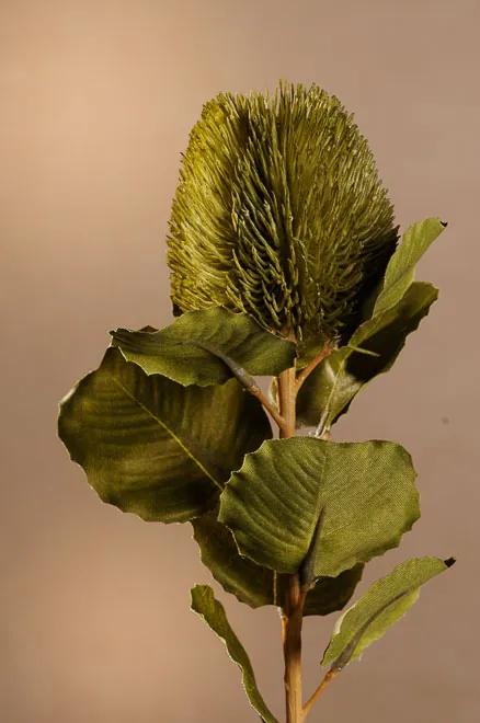 Paramit DRY SMALL BANKSIA Aranžovací květina zelená 59 cm