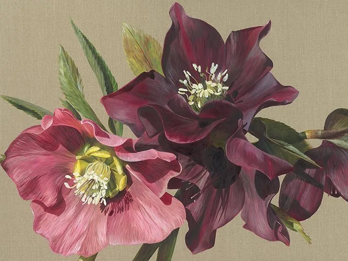 Obraz na plátně - Sarah Caswell, Nightshade Hellebore