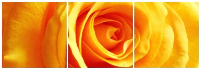Obraz oranžové růže (90x30 cm), 40 dalších rozměrů
