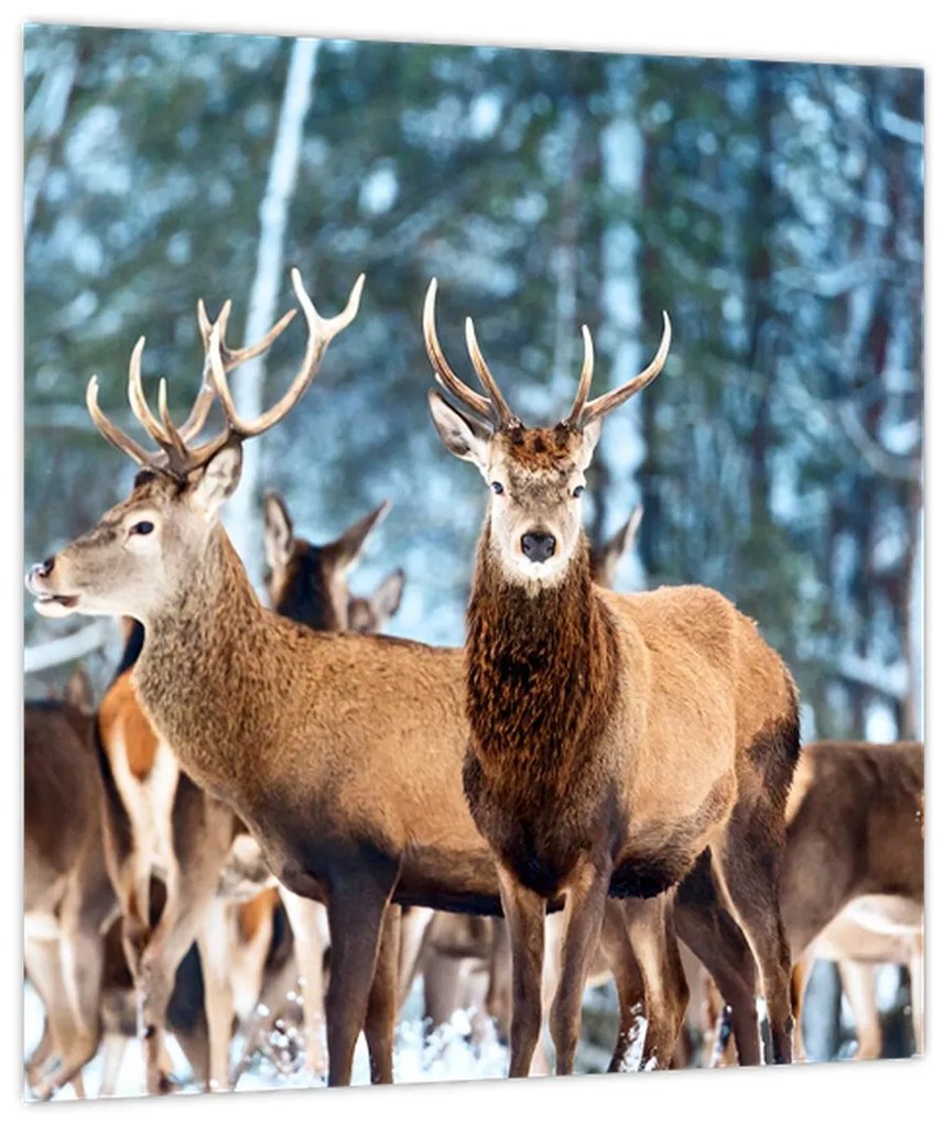 Obraz - Stádo jelenů (30x30 cm)