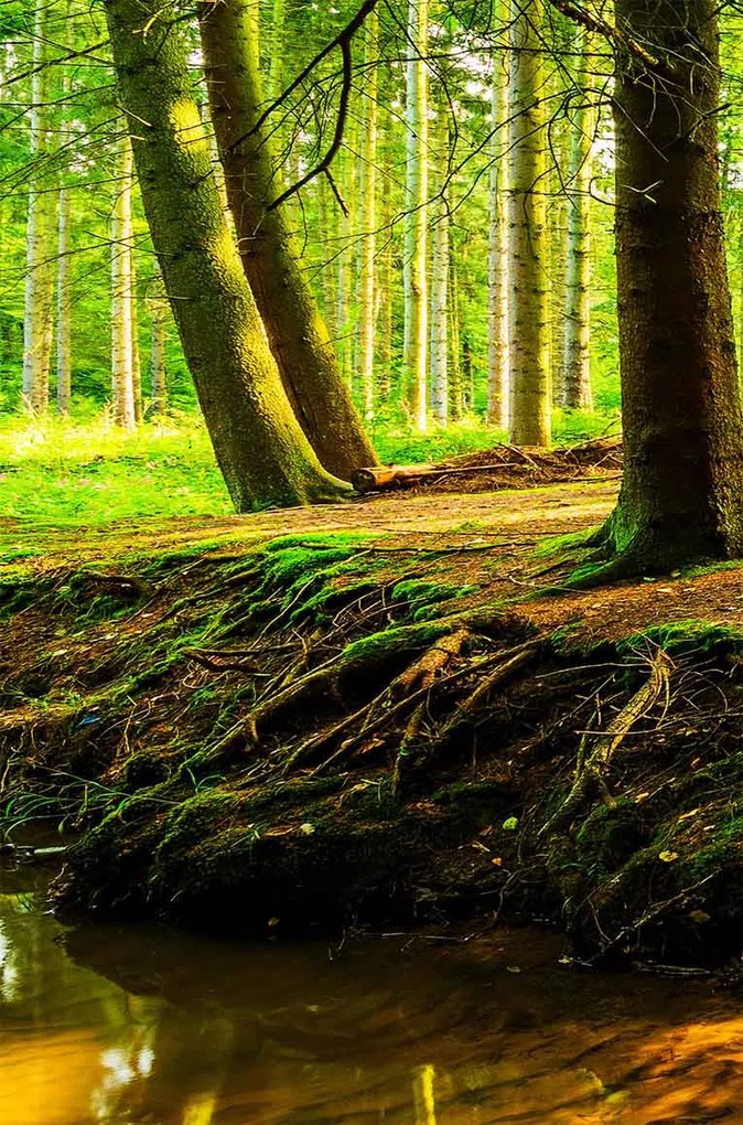 Pětidílný obraz lesní úsvit Velikost (šířka x výška): 100x45 cm