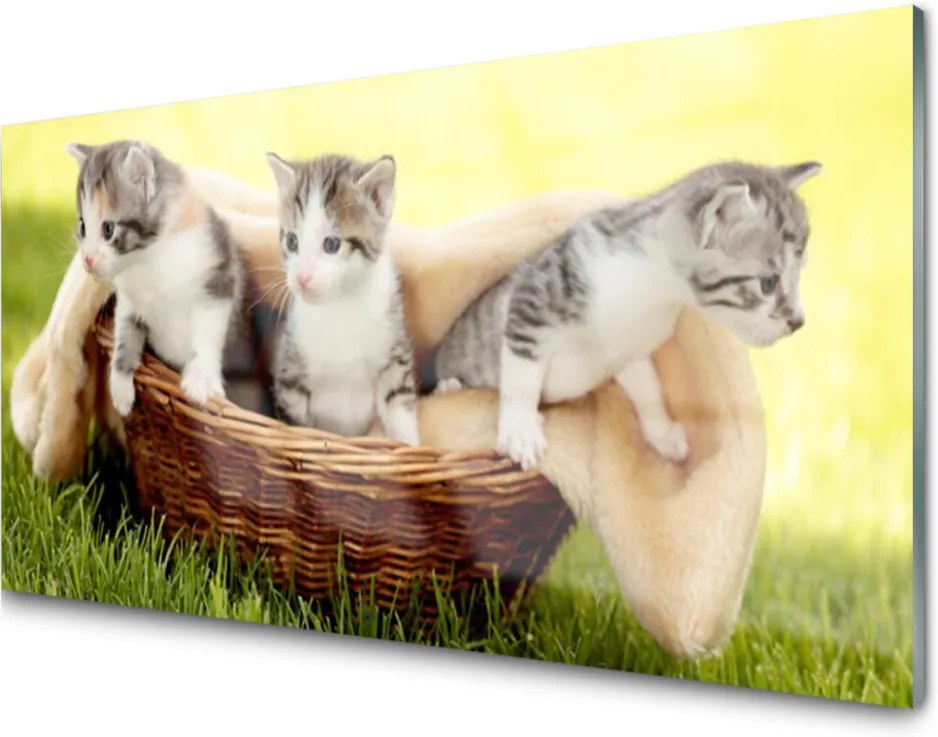 Plexisklo obraz Skleněný Kočky Zvířata
