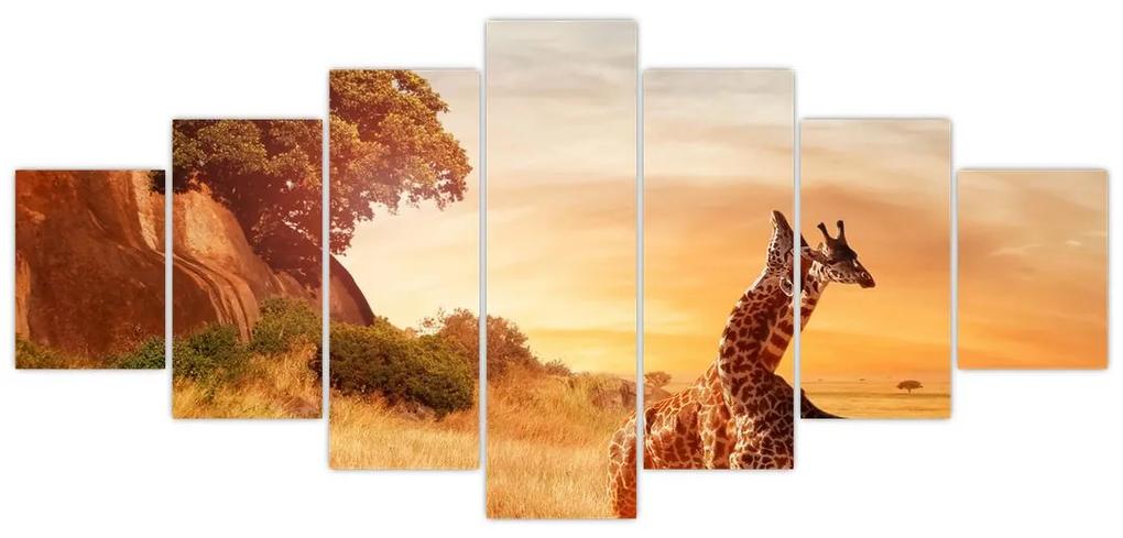 Obraz - Žirafy v Africe (210x100 cm)