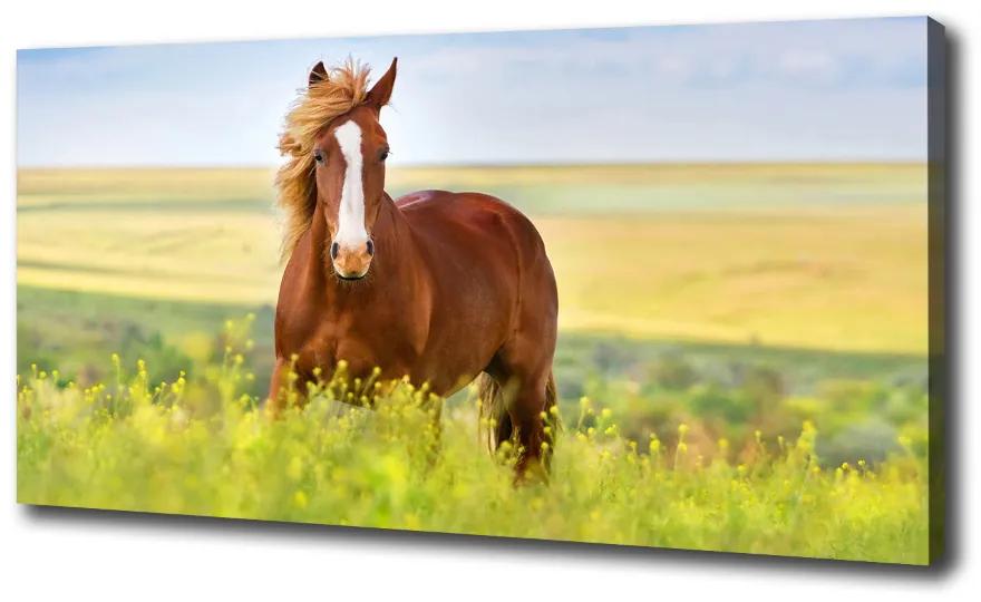 Wallmuralia Foto obraz na plátně do obýváku Hnědý kůň 100x50
