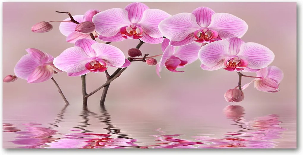 Moderní foto obraz na stěnu Růžová orchidej