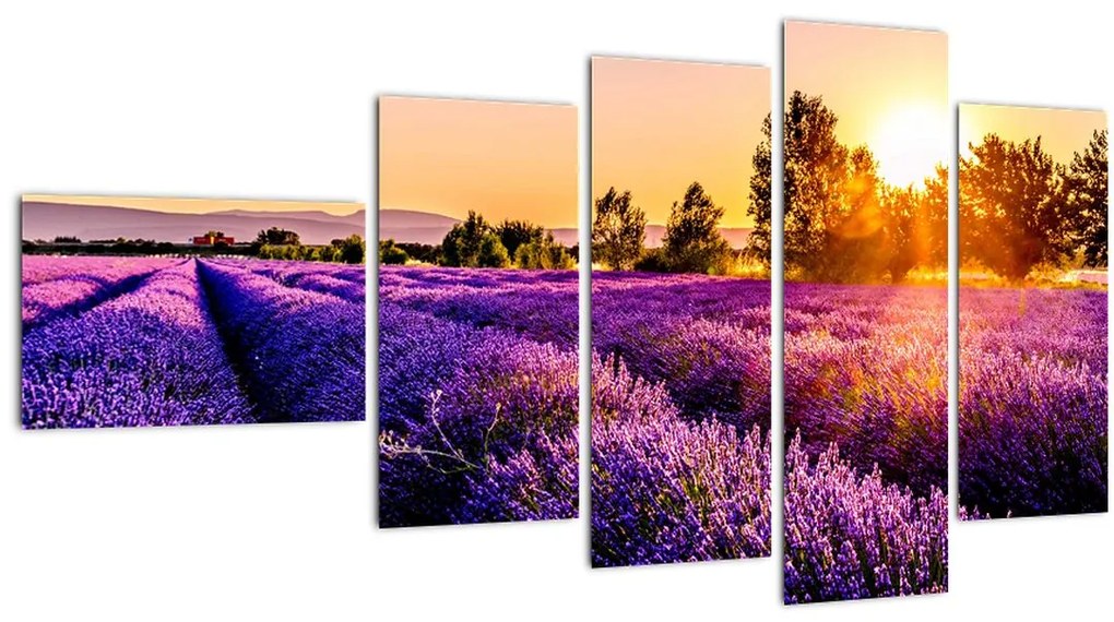 Obraz levandulového pole, Provence (110x60 cm), 40 dalších rozměrů