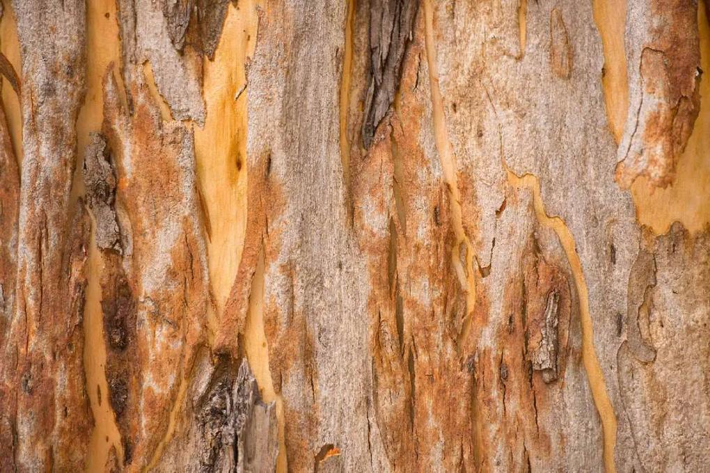 DIMEX | Samolepicí vliesová fototapeta na zeď Textura stromu eukalyptu MA-5-2347 | 375 x 250 cm | oranžová, hnědá