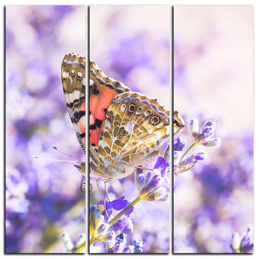 Obraz na plátně - Motýl na levandule - čtverec 3221B (105x105 cm)