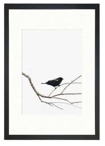 Obraz Tablo Center Birdy, 24 x 29 cm