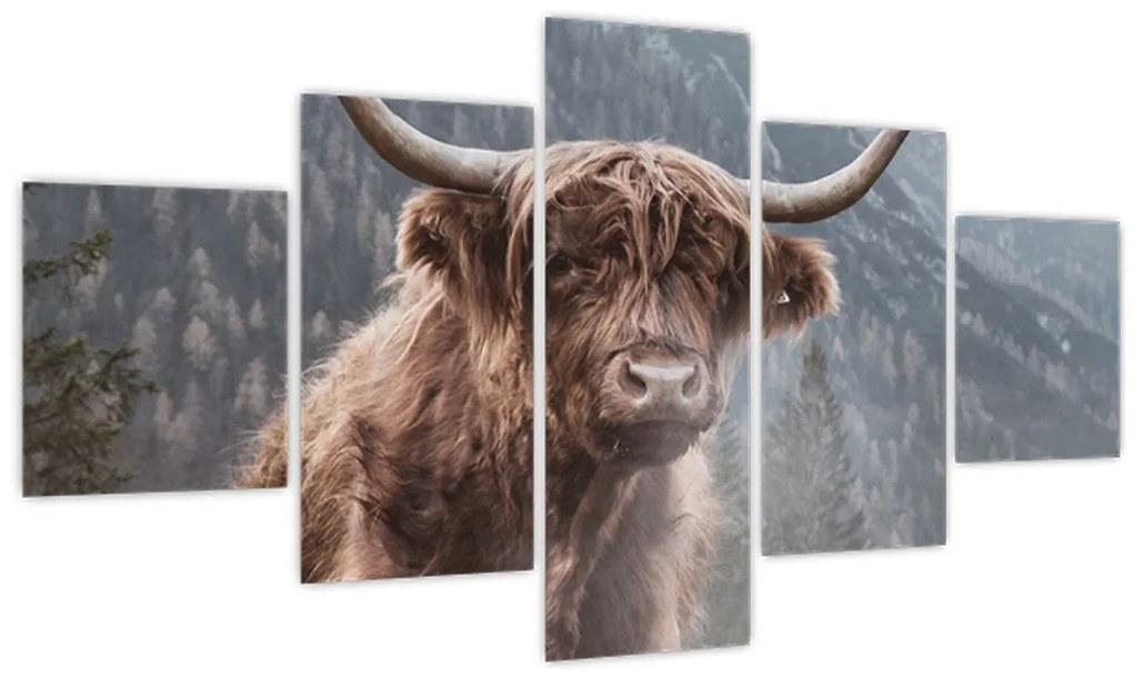 Obraz - Highlander kráva (125x70 cm)