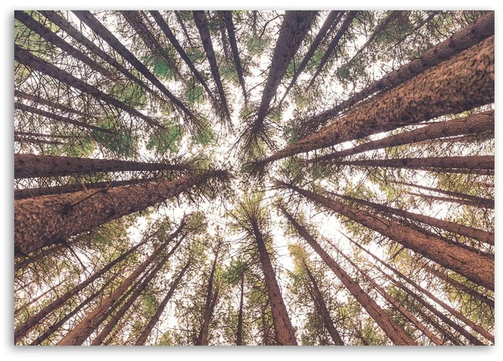 Gario Obraz na plátně Vysoké borovice Rozměry: 60 x 40 cm