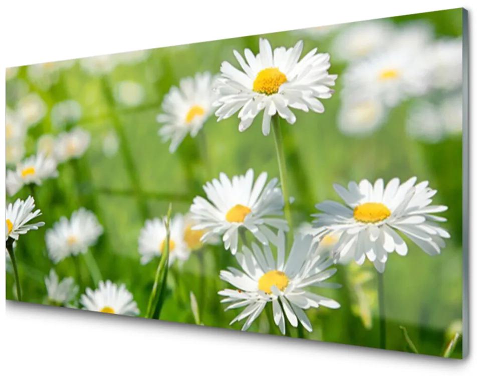 Plexisklo obraz Sedmikráska Květ Rostlina