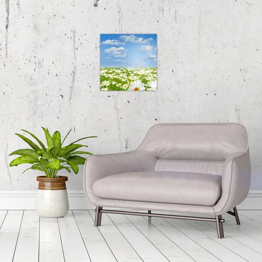 Obraz rozkvetlé louky s kopretinami (30x30 cm)