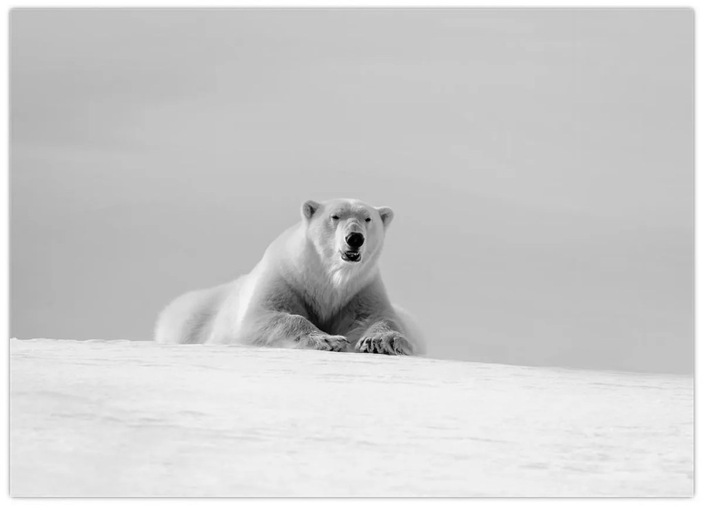 Obraz - Lední medvěd (70x50 cm)