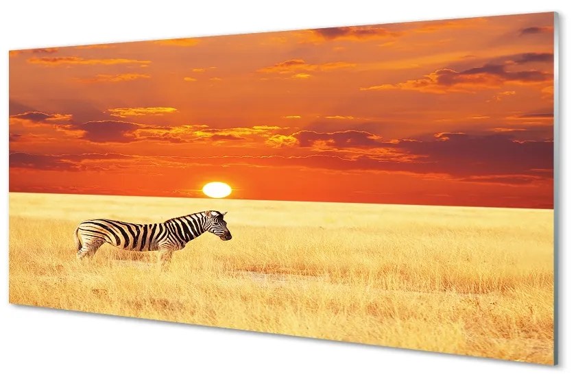 Obraz na skle Zebra pole sunset 100x50 cm