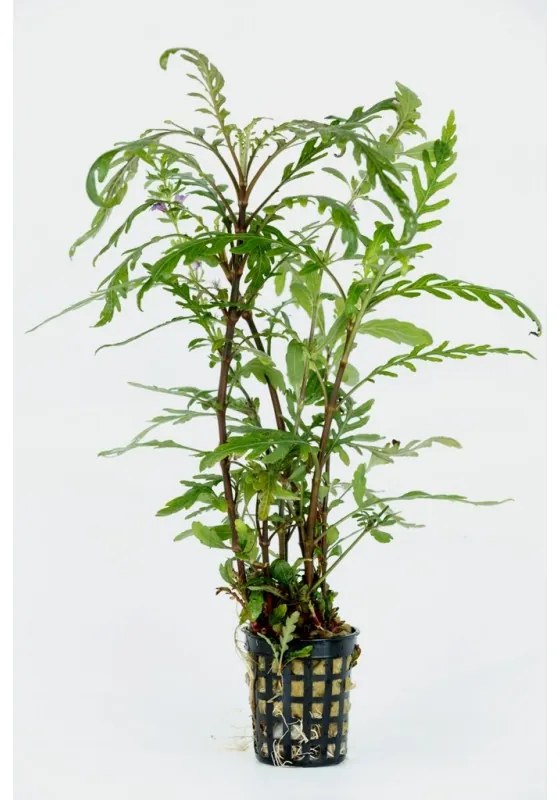 Hygrophila pinnatifida