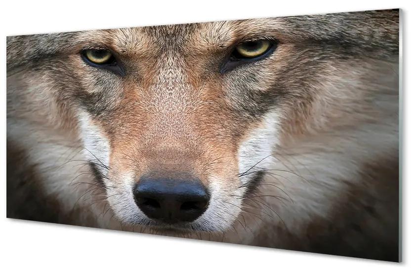 Obraz na skle wolf Eyes 140x70 cm
