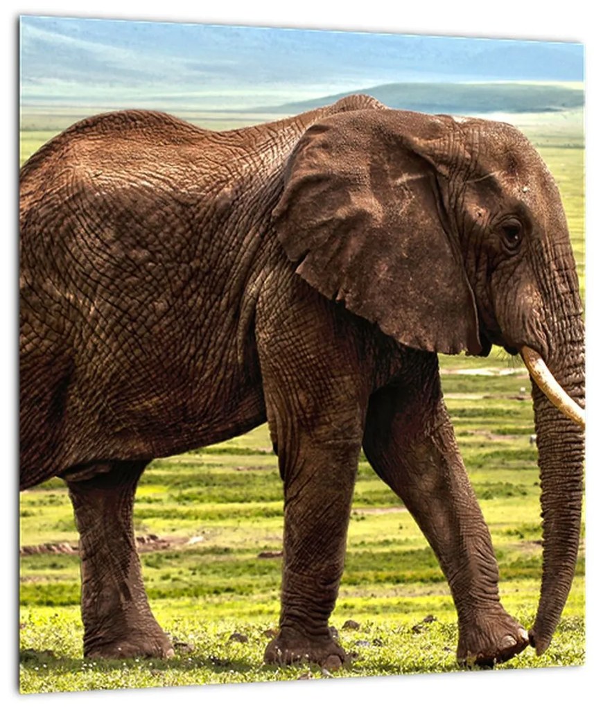 Obraz slona (30x30 cm)