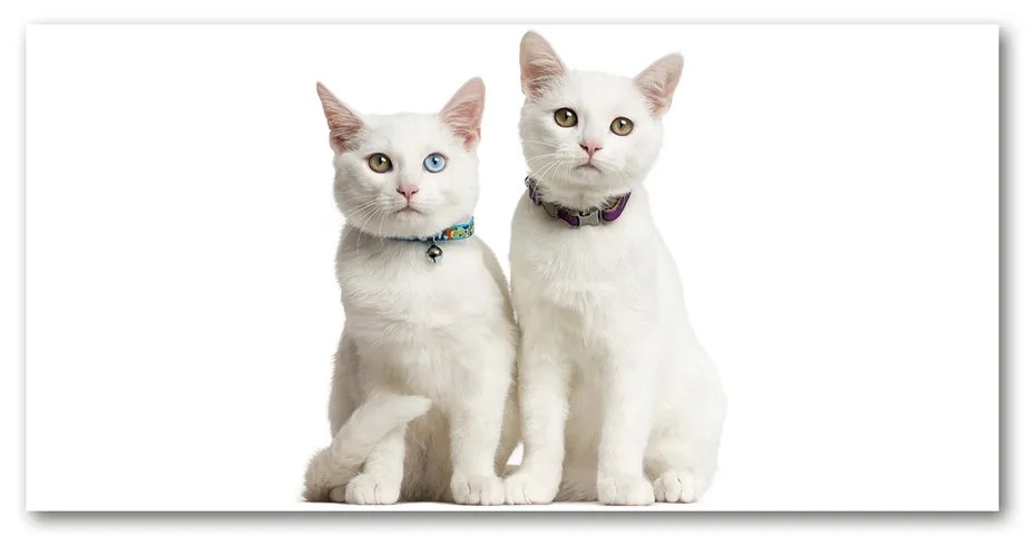 Wallmuralia Foto-obraz skleněný horizontální Bílé kočky 100x50 cm