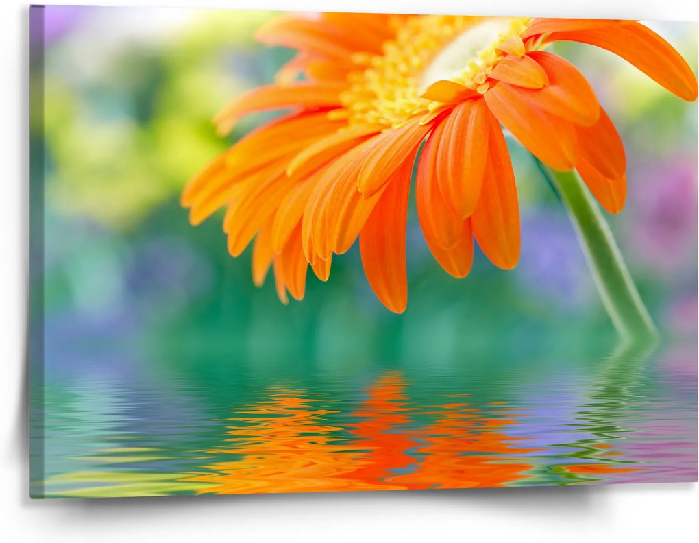 Obraz SABLO - Oranžová gerbera 50x50 cm